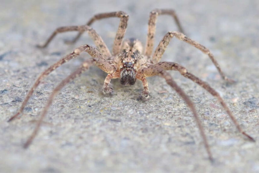 Nosferatu- Spinne auch im Kreis Lippe angekommen – Leopoldshöher ...